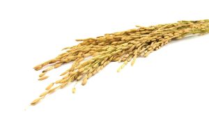 Hoeveel gram rijst per persoon heb je nodig? - SmaakvolNH